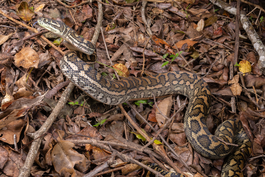 Coastal Carpet Python in October 2022 by Jono Dashper · iNaturalist