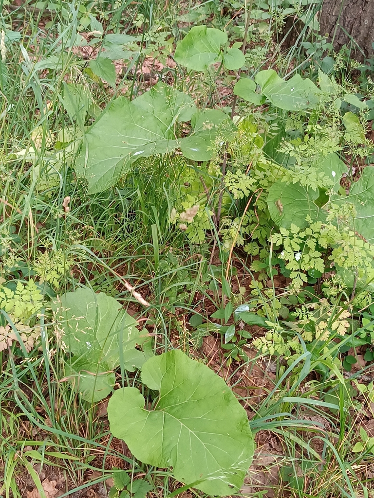 burdocks from Курчатова, Минск, Беларусь on July 4, 2023 at 12:02 PM by ...