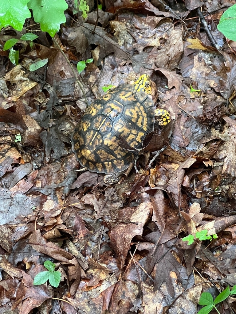 Common Box Turtle in July 2023 by jayme boberek · iNaturalist