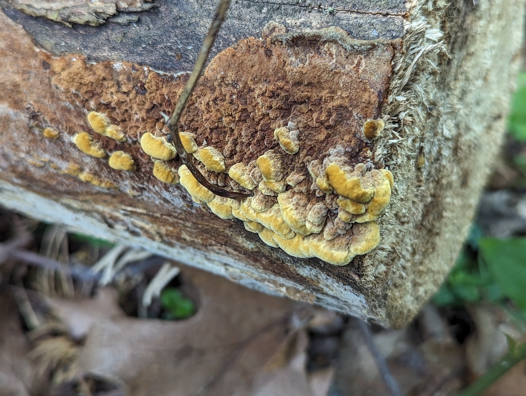 Mustard Yellow Polypore from Bruceton Mills, WV 26525, USA on July 1 ...