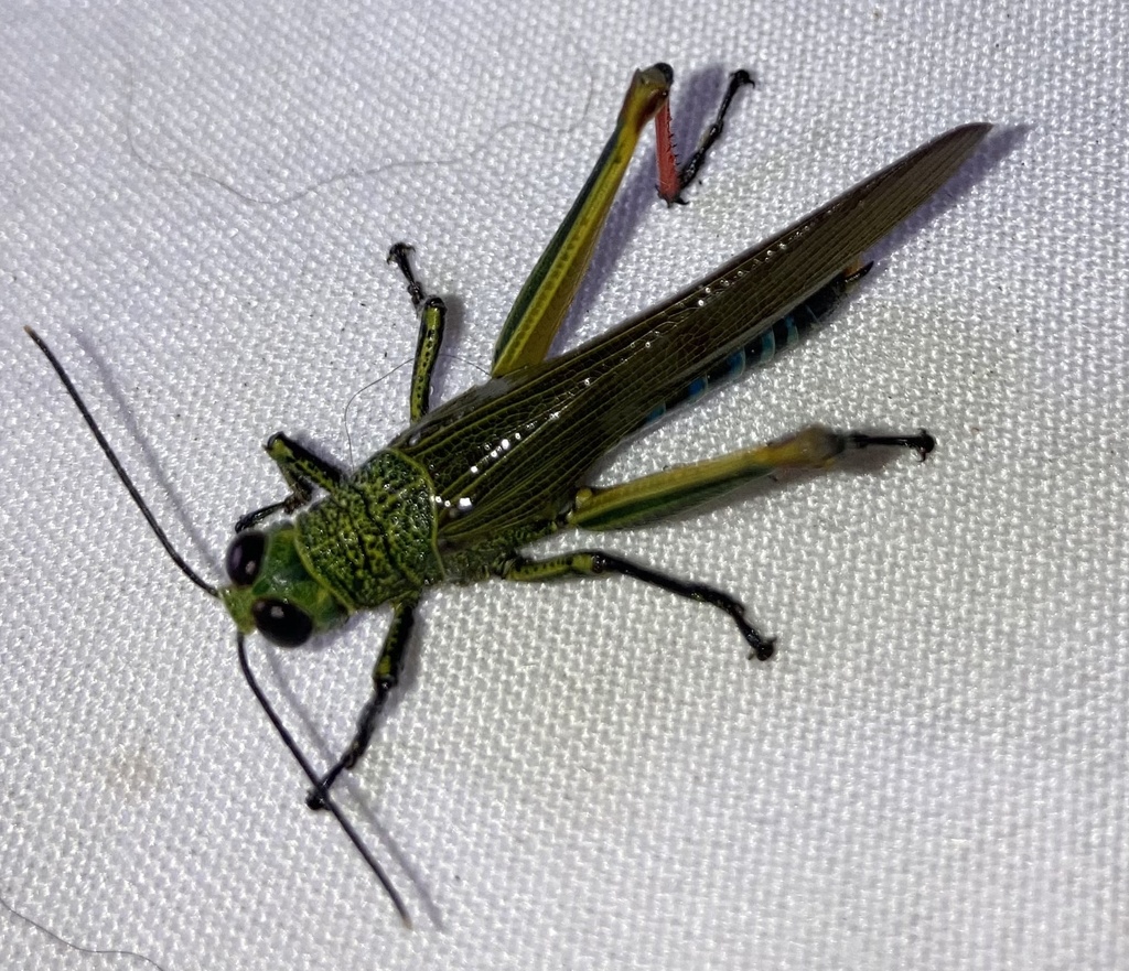 Moruga Grasshopper from Trinidad, Trinidad and Tobago, TT on July 4 ...