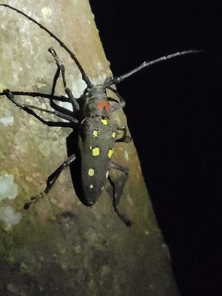 Mango Longhorn Beetle from 231台灣新北市新店區美城里 on July 4, 2023 at 09:40 PM ...
