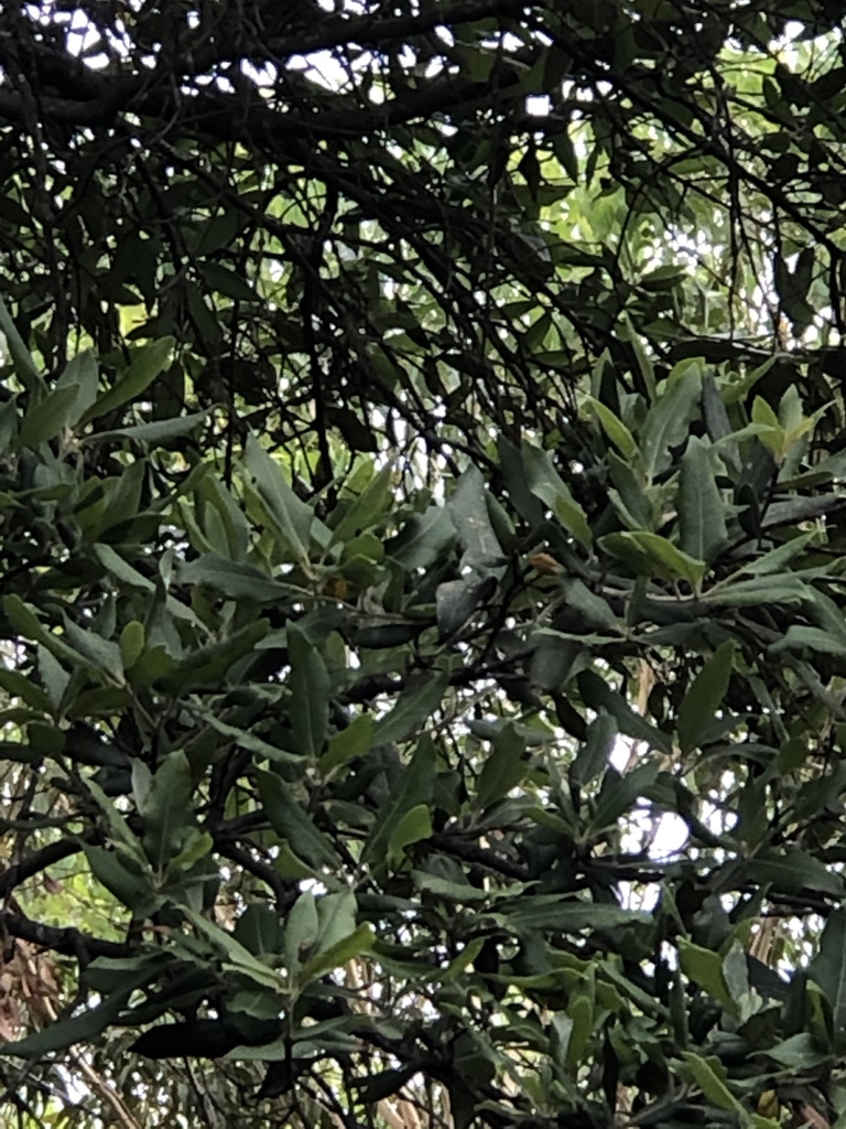 Turpentine from 48A Malton Road, Beecroft, NSW, AU on December 30, 2018 ...