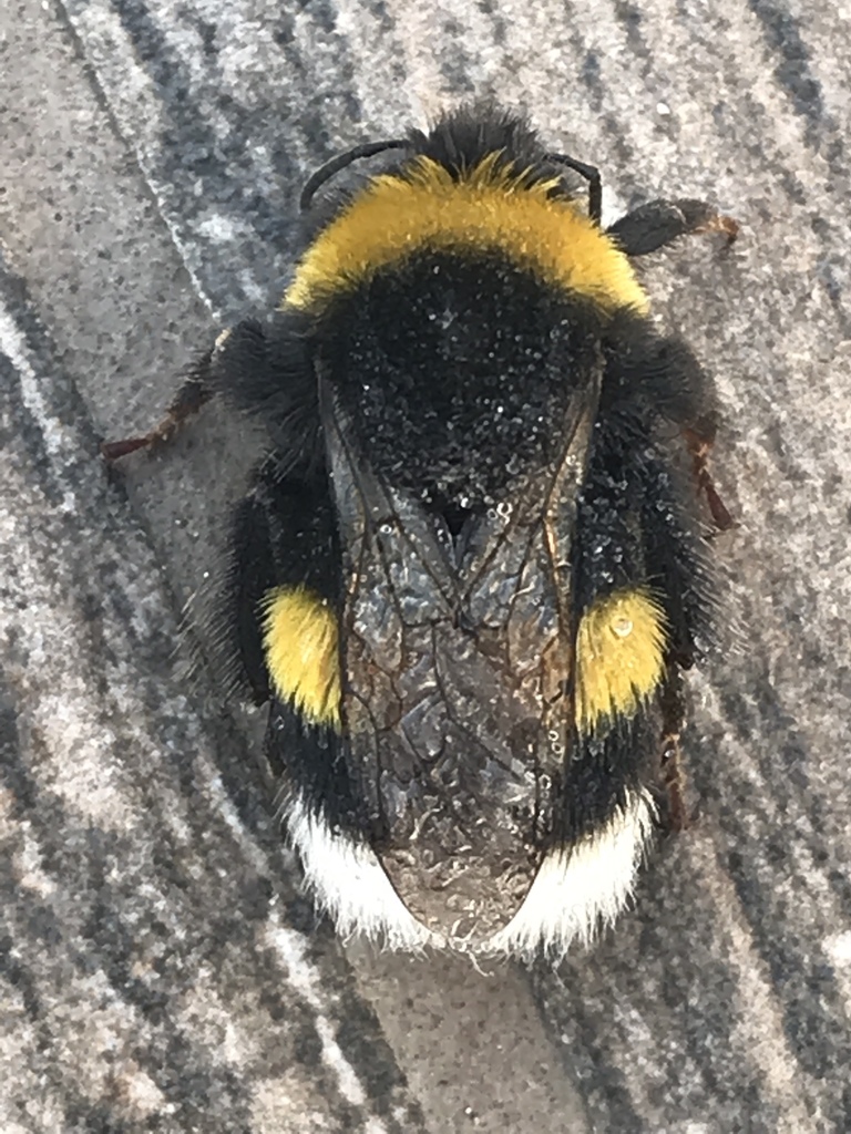 Buff-tailed Bumble Bee from 80076, Lacco Ameno, Campania, IT on ...