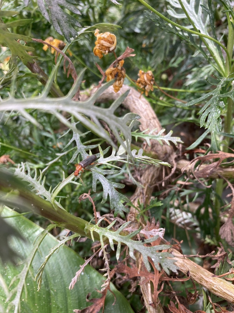 Downy Leather-winged Beetle from Spruce St, Livermore, CA, US on May 6 ...