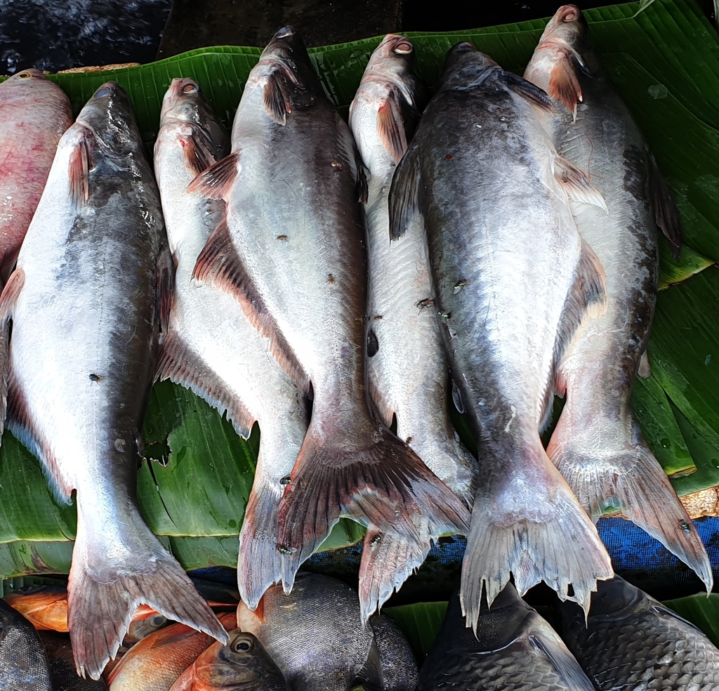 Pangas catfish (Pangasius pangasius) - Marine Life Identification