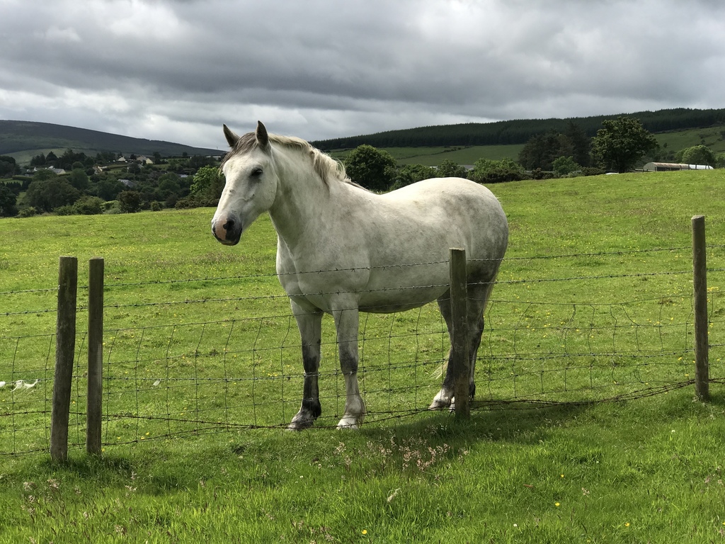 Domestic Horse from Pollaphuca Reservoir, Blessington, Co. Wicklow, IE ...