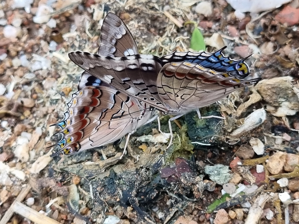Blue Spangled Charaxes from Longo, Angola on September 7, 2021 at 12:23 ...