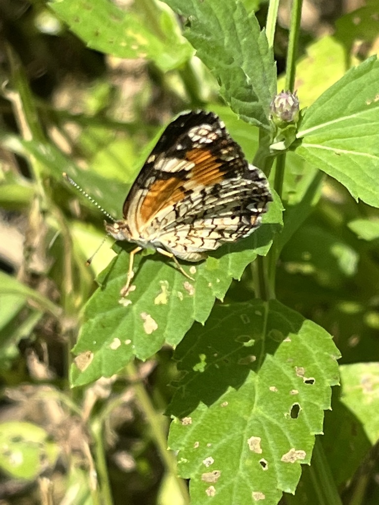 Phaon Crescent from Ray Roberts Lake State Park, Denton, TX, US on July ...