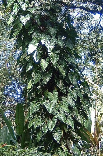 Philodendron simmondsii · NaturaLista Colombia