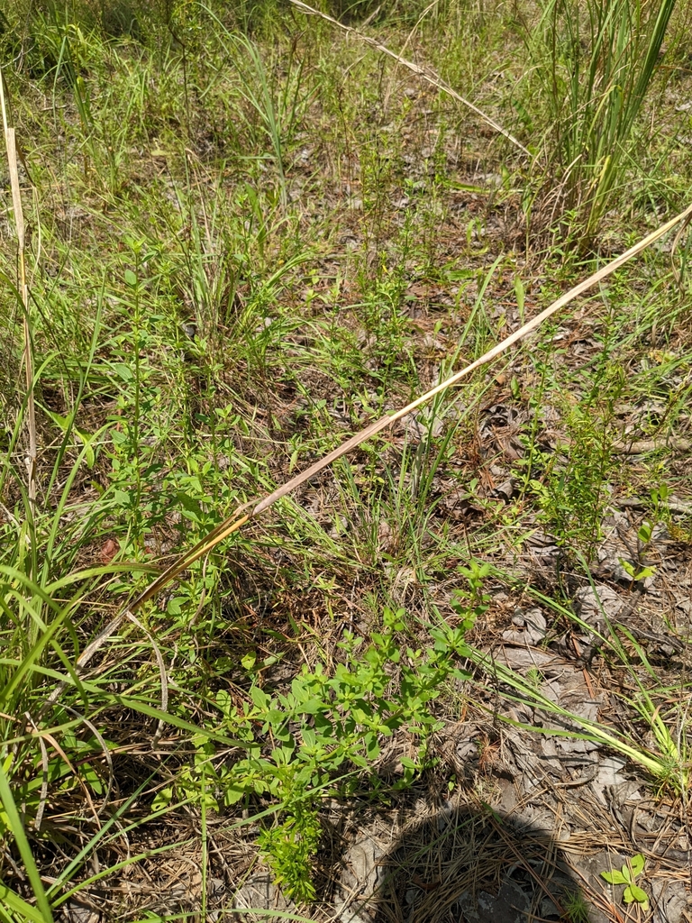 Mecardonia acuminata microphylla in July 2023 by Eric Ungberg. Confined ...