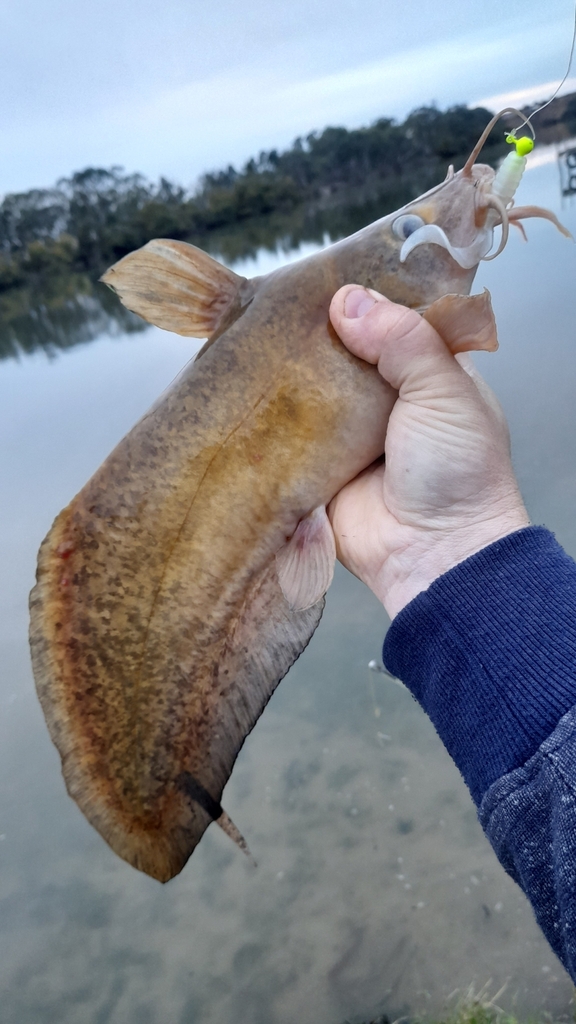 Freshwater Catfish from Caloote SA 5254, Australia on June 2, 2023 at ...
