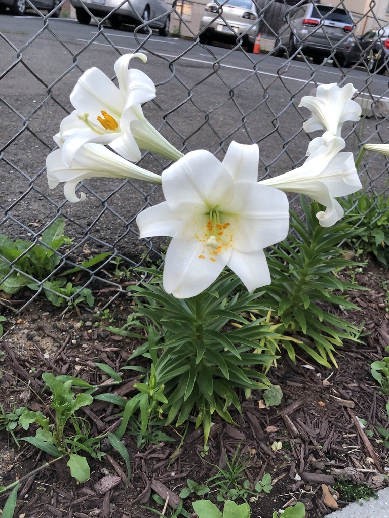 true lilies from V St, Washington, DC, US on June 10, 2023 at 08:27 PM ...