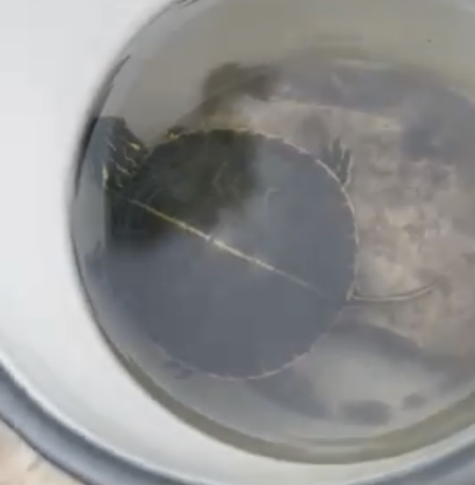 Southern Painted Turtle from Benson Park, Omaha, NE, US on July 1, 2023 ...