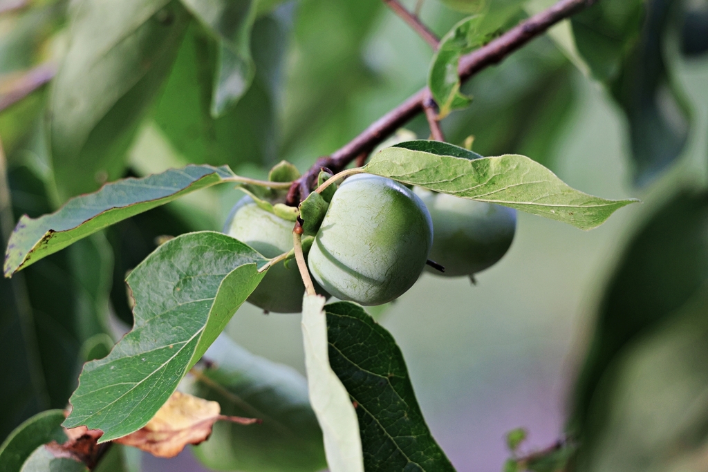 American persimmon from La Porte, TX 77571, USA on July 3, 2023 at 07: ...