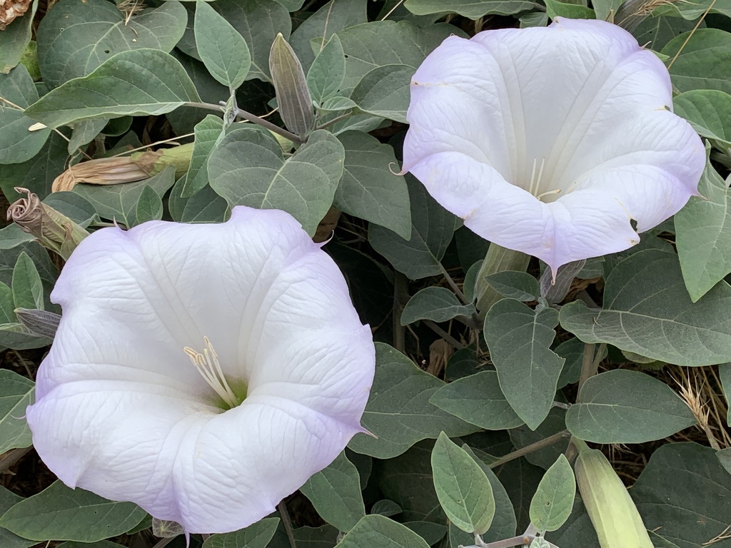 Sacred Datura from High Point Dr, Ventura, CA, US on July 4, 2023 at 09 ...