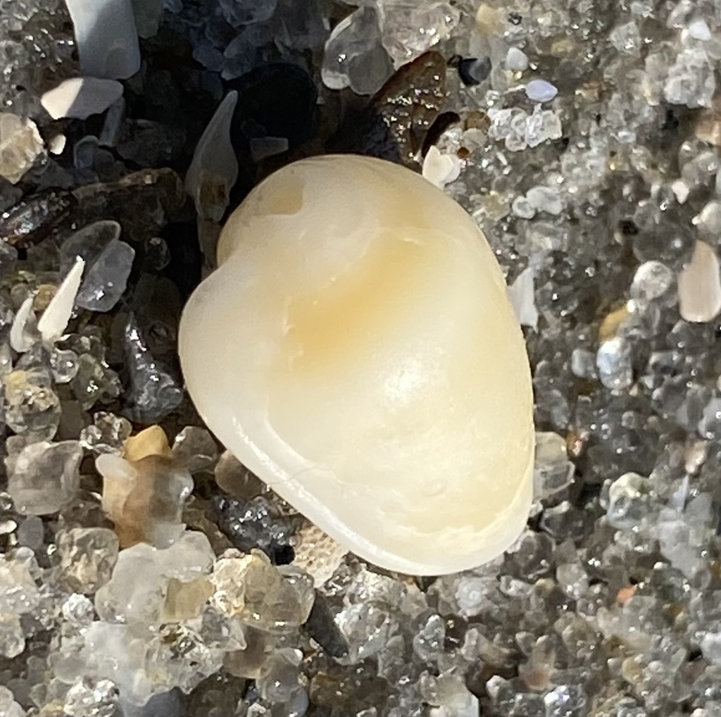 Common Atlantic Marginella from North Atlantic Ocean, Pawleys Island ...