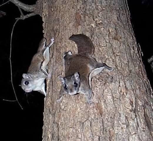 Flying Squirrels (Pteromyini) - Know Your Mammals