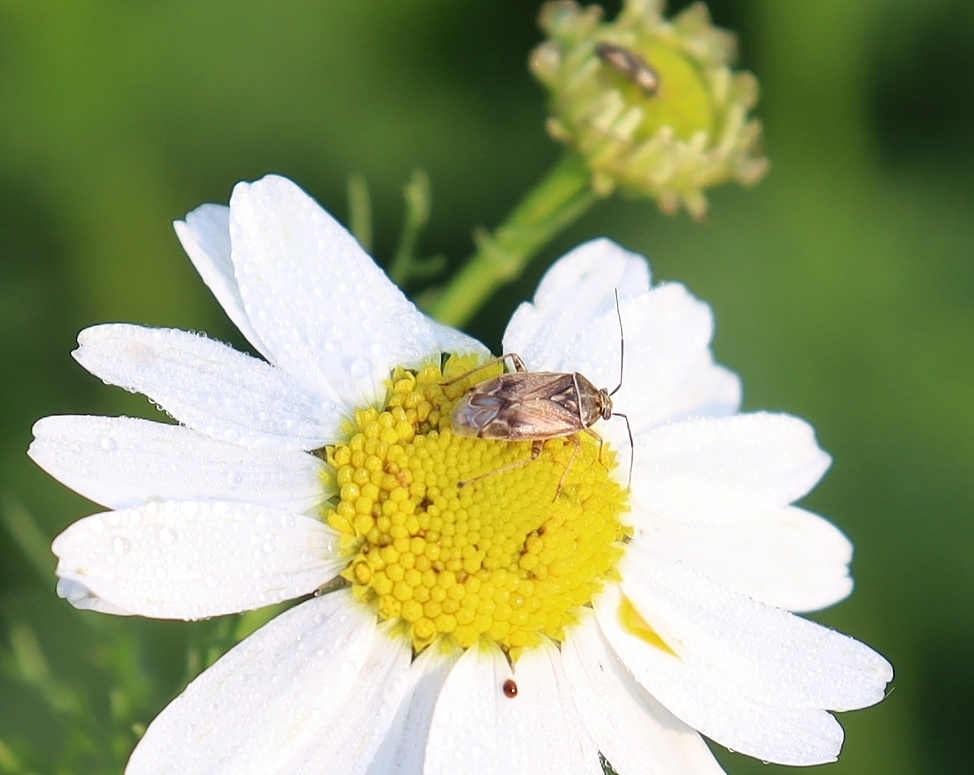North American Tarnished Plant Bug from Cantin et Braille, Longueuil ...