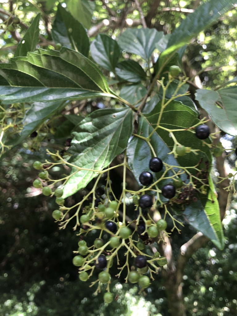 Premna microphylla from 陽明山國家公園, 三芝區, NWT, TW on July 5, 2023 at 10:09 ...