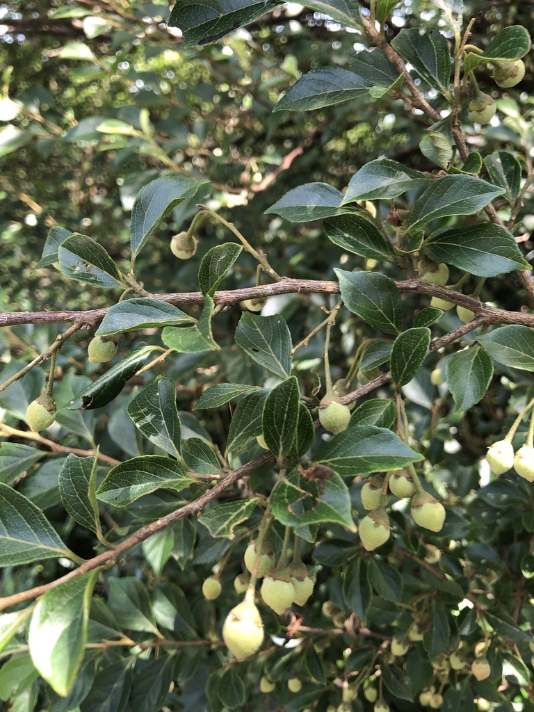 Styrax formosanus from 陽明山國家公園, 三芝區, NWT, TW on July 5, 2023 at 10:12 ...