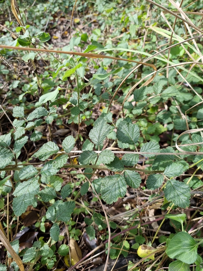 brambles from Old Ipswich Rd at Johnstone Place, Riverview QLD 4303 ...