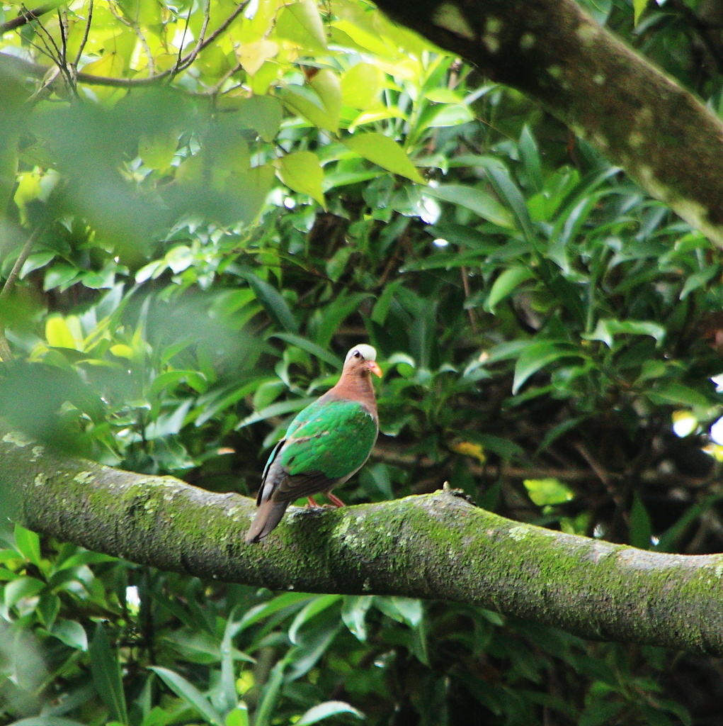 Asian Emerald Dove from Tai Mo Shan Country Park, Tai Mo Shan, New ...