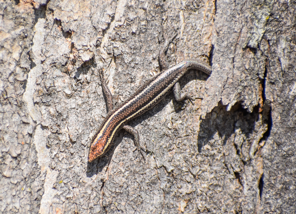Elegant Snake-eyed Skink from Geebung, AU-QL, AU on July 5, 2023 at 12: ...