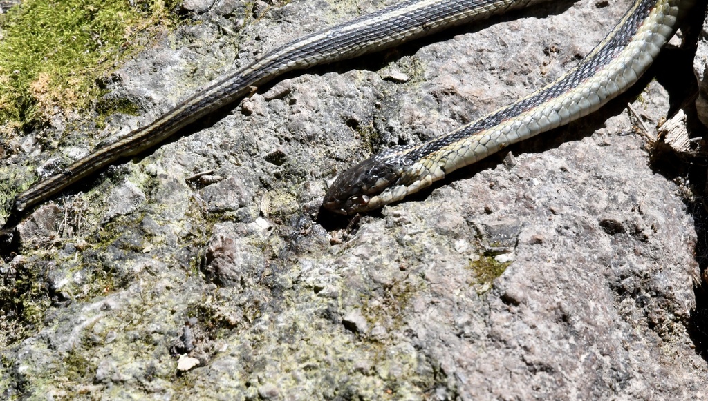Valley Garter Snake from Airline Hwy, Paicines, CA, US on July 4, 2023 ...