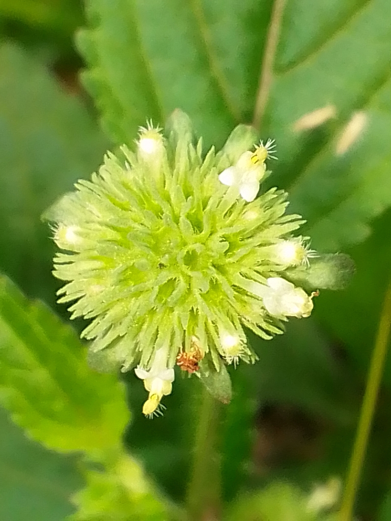 false ironwort from Jalan Kubu Gunung on July 5, 2023 at 09:11 AM by ...