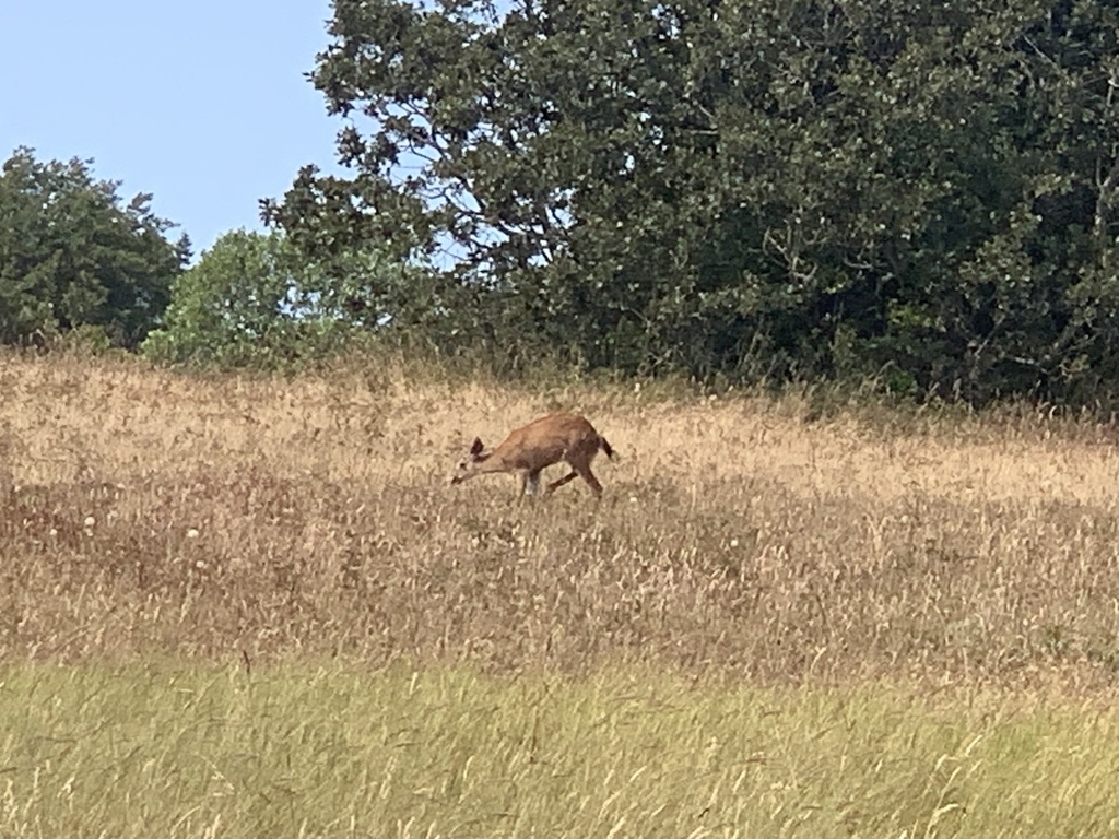 Mule Deer from Beacon Hill Park, Victoria, BC, CA on July 3, 2023 at 03 ...