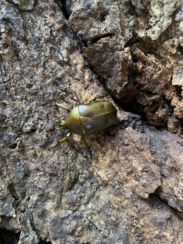 Japanese Drone Beetle from Kanokodaiminamimachi 1-Chōme, Kita, Kobe ...