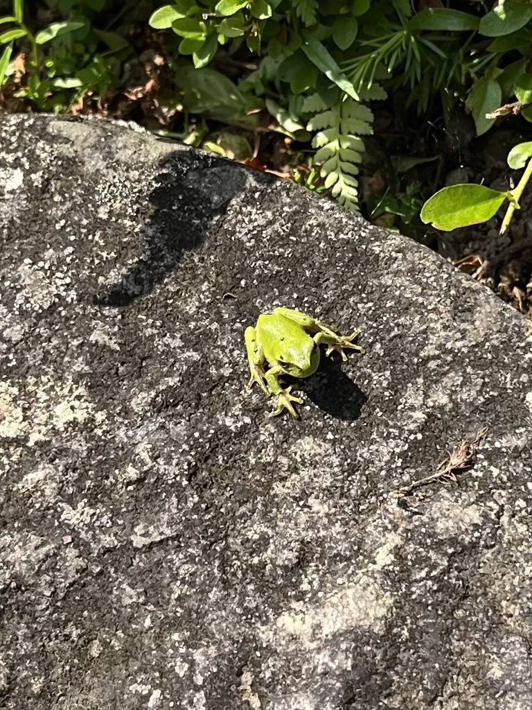 Japanese Tree Frog from Haguromachitamagawa Tamagawa, Tsuruoka ...