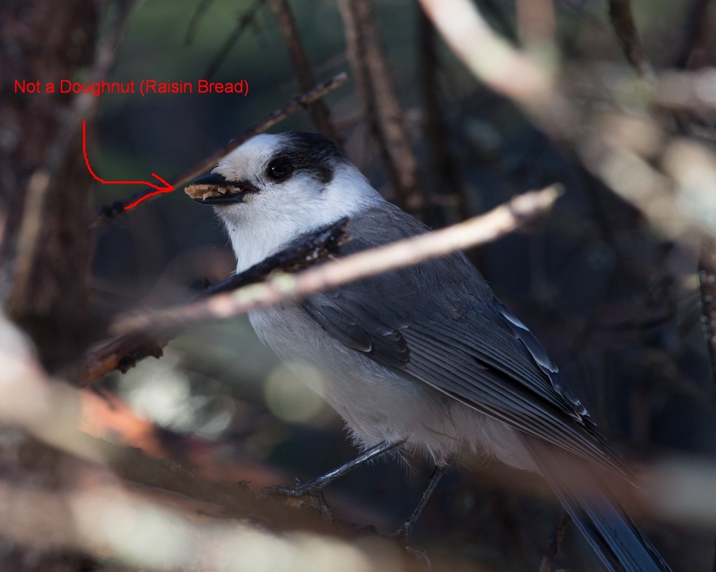 Canada Jay from ferdinand vt on February 4, 2016 by Joshua Lincoln ...