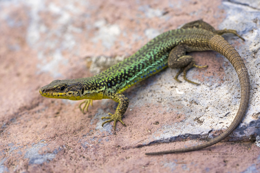 Valentin's Lizard in June 2023 by Matthieu Berroneau. Valentin's Lizard ...