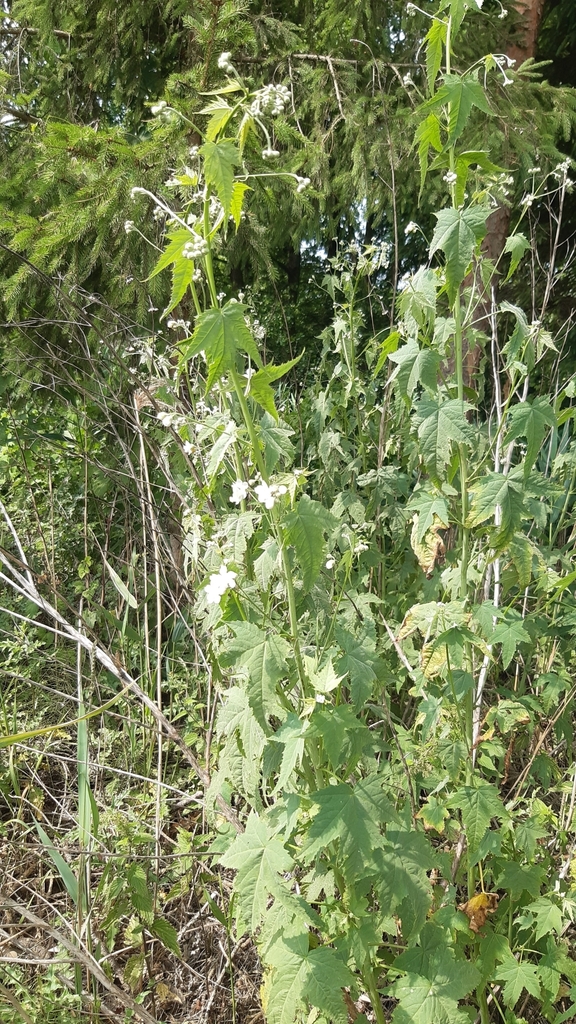 Virginia Mallow in July 2023 by Magdalena Jędro · iNaturalist