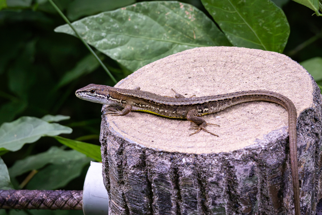 Japanese Grass Lizard from Wakamatsucho, Fuchu, Tokyo 183-0005, Japão ...