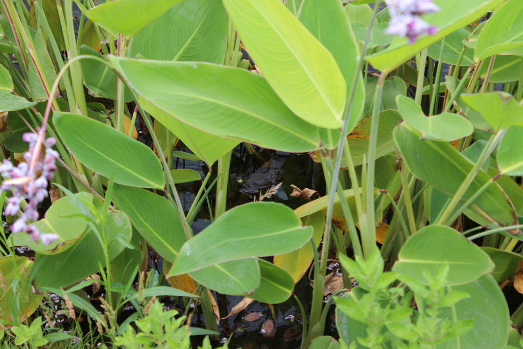 American Bullfrog from 11 Naitōmachi, Shinjuku City, Tokyo 160-0014 ...