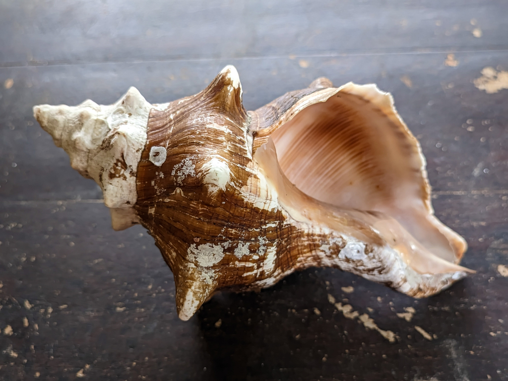 Trapezium horse conch in July 2023 by Dmytro and Elena. July 5, 2023 12 ...