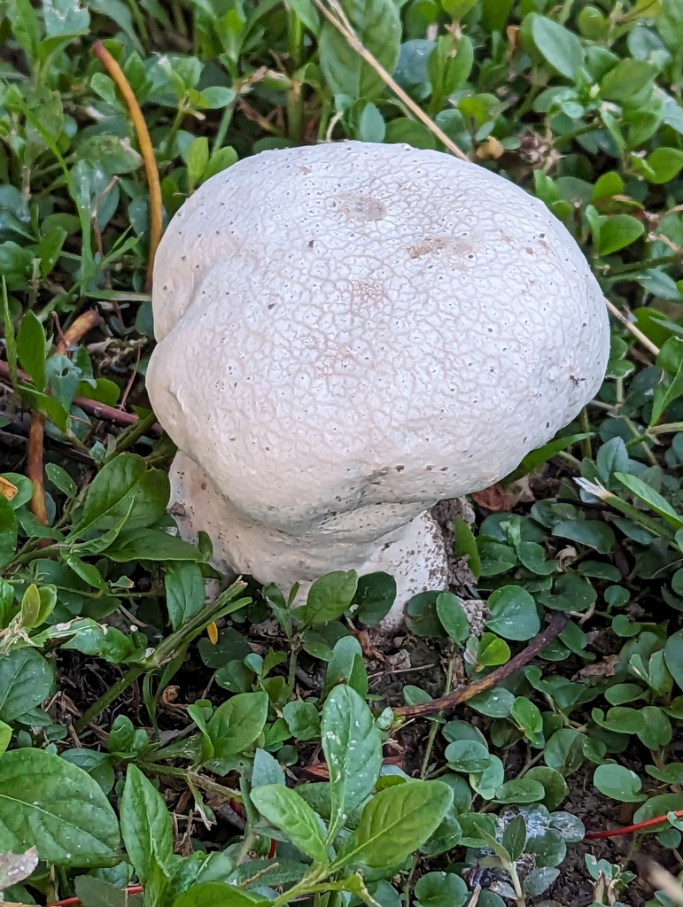 Brain puffball from 811台灣高雄市楠梓區清豐里 on July 5, 2023 at 06:47 PM by ...