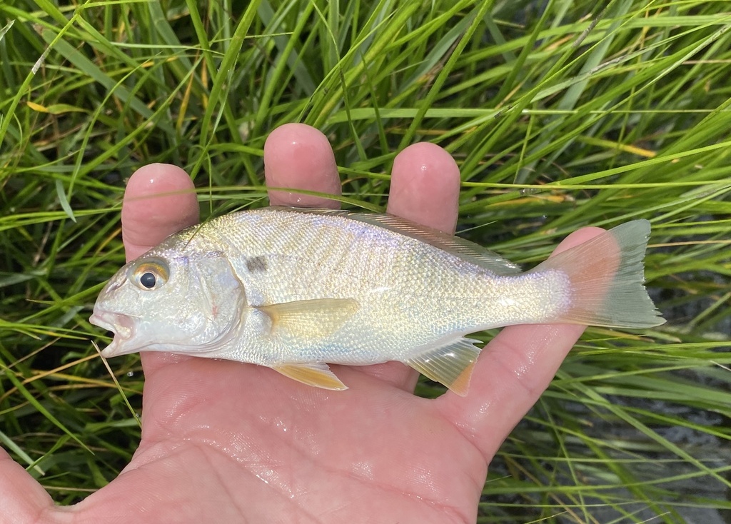 Spot Croaker from Easton, MD, US on July 2, 2023 at 01:39 PM by jared ...