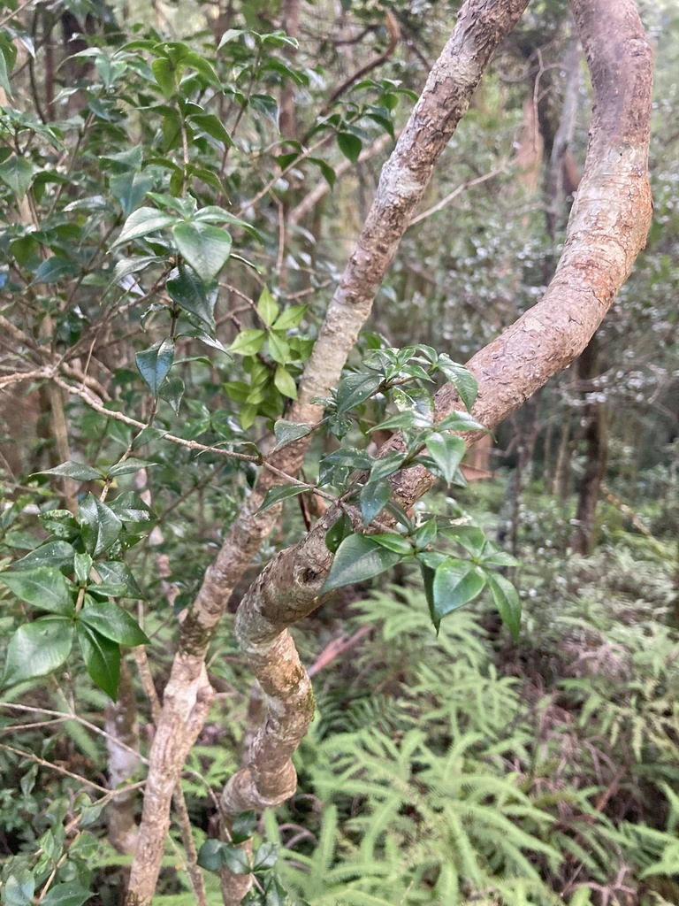 Chain Fruit in June 2023 by Santi Tabares · iNaturalist