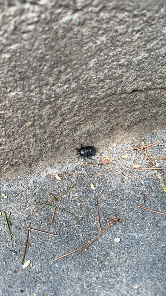 Burrowing Bugs from 鹤壁市 on June 20, 2023 at 11:49 AM by loongsk ...