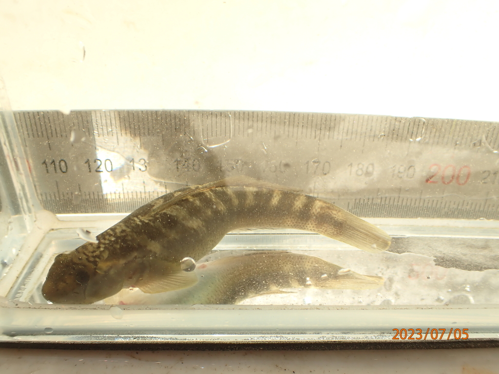 monk goby from 台灣台東縣 on July 5, 2023 at 10:06 AM by ja ma · iNaturalist