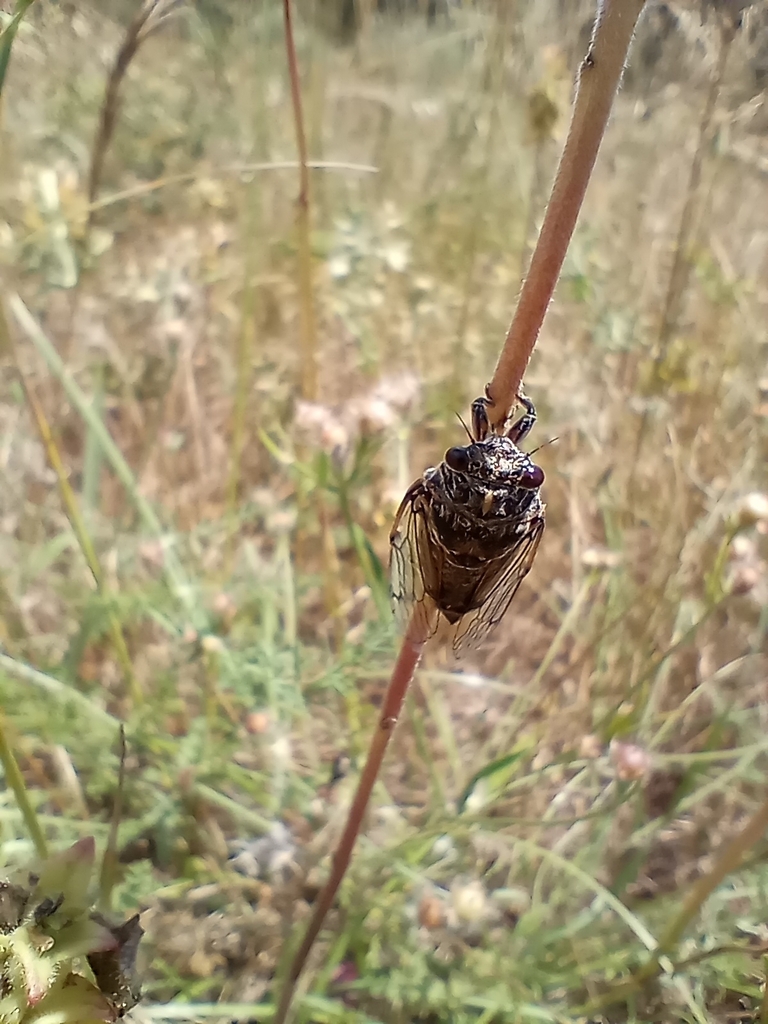 Black Sorrow Cicada from 01021 Acquapendente VT, Italia on July 5, 2023 ...