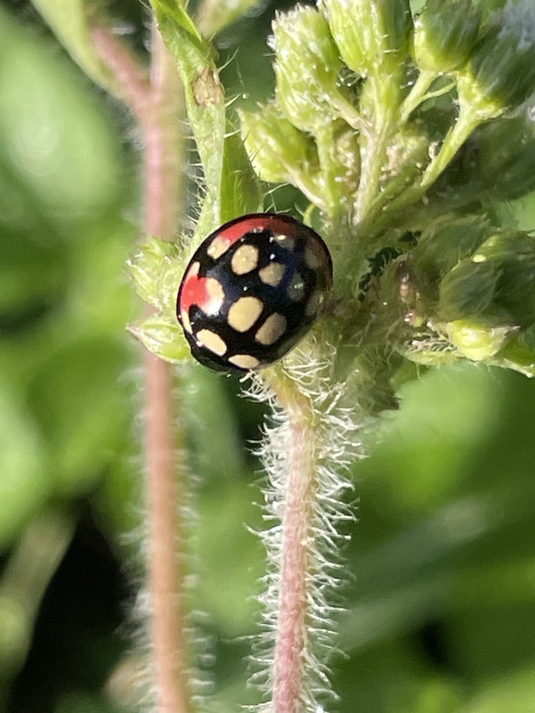 Sulfurous Lady Beetle from Matabeleland North Province, Zimbabwe on May ...