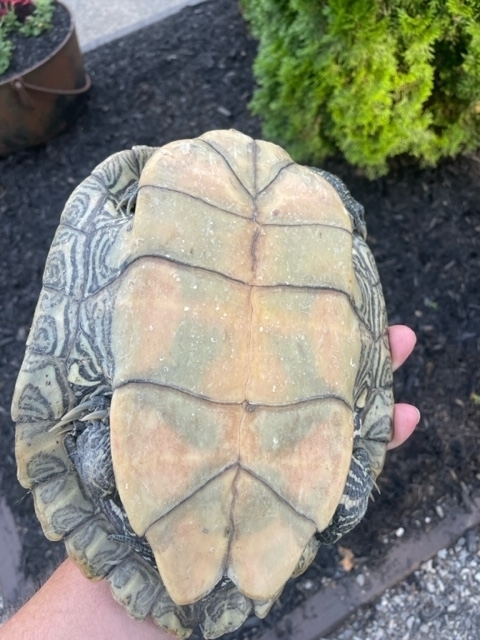 Northern Map Turtle in July 2023 by Clayton Shearer. Photo credit to ...