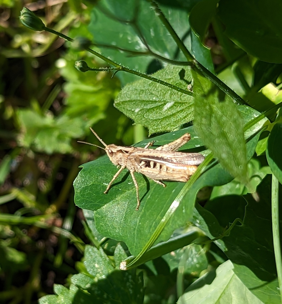 Common Field Grasshopper from Valley Gardens Park, Kirkcaldy KY2, UK on ...
