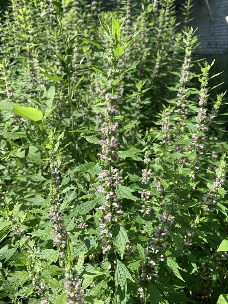 common motherwort from W Main Rd, Portland, NY, US on July 5, 2023 at ...