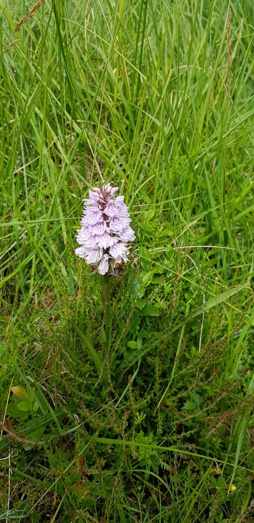 heath spotted orchid from Luss, Alexandria G83 8NT, UK on July 5, 2023 ...